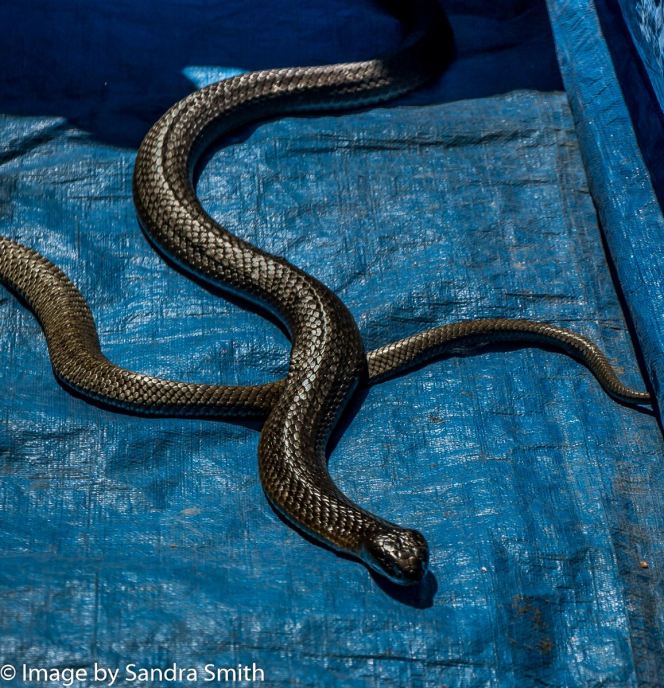 snakes alive 2016 hamilton show sandra smith