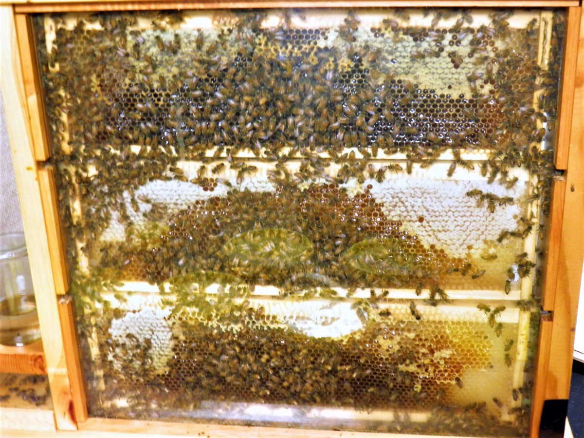 Southern Bee Keepers Association