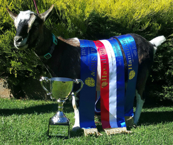 Miniature Goat Competition